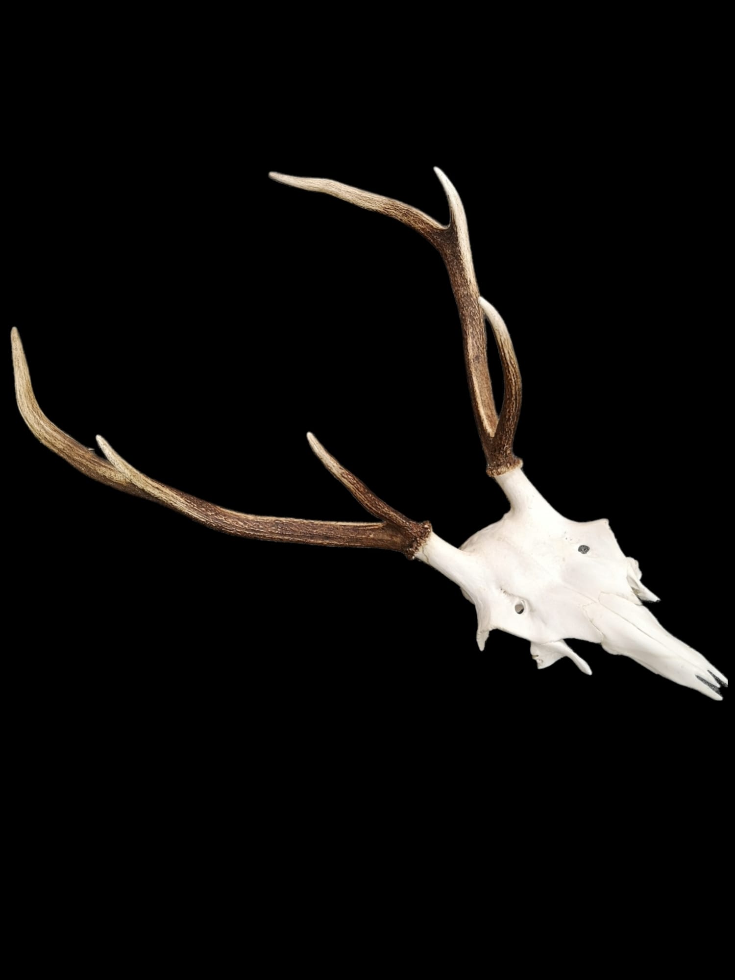 TROFEO palco corna di cervo - nientedinuovo.it